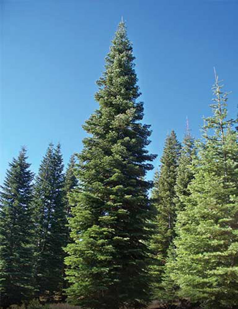 Our Trees | Holt Family Christmas Trees